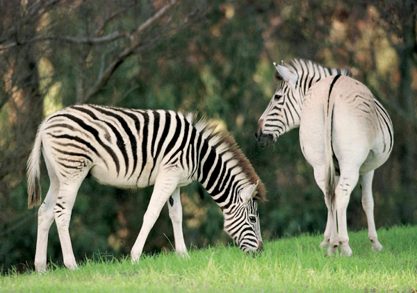 Recrearea animalelor disparute