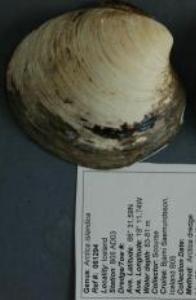 Cel mai batran animal al planetei are 400 de ani!