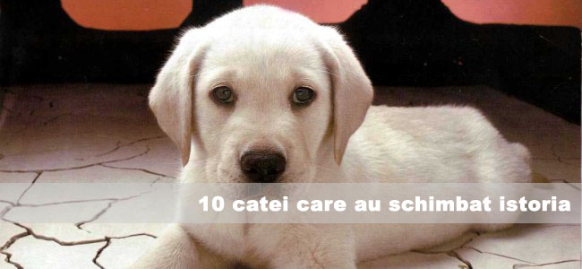 10 catei care au schimbat istoria