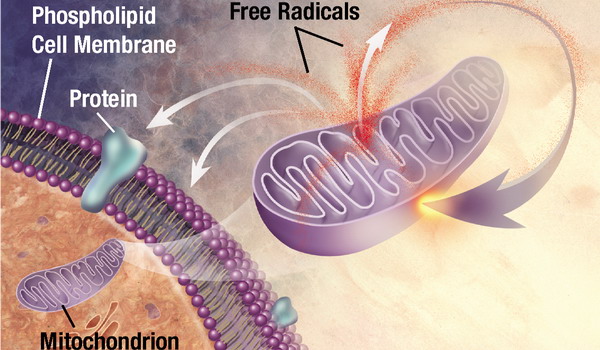 O noua modalitate de a combate radicalii liberi