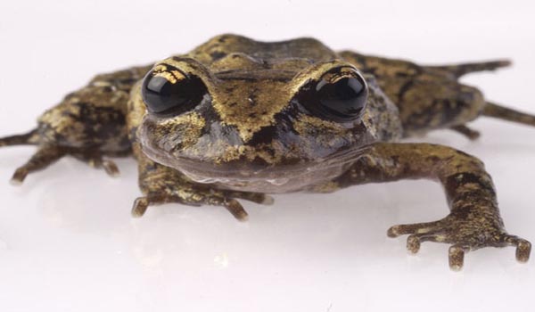 O noua specie de broaste descoperita in Noua Zeelanda