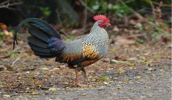 Teoria lui Darwin despre originile puilor de gaina a fost desfiintata