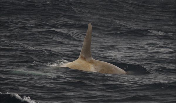 Balena alba descoperita in apele din Alaska