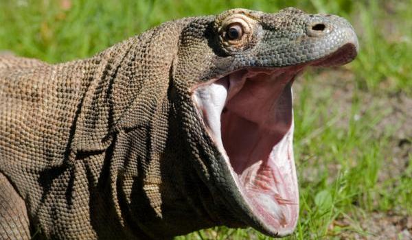 Varanul de Komodo – secretele unui pradator perfect