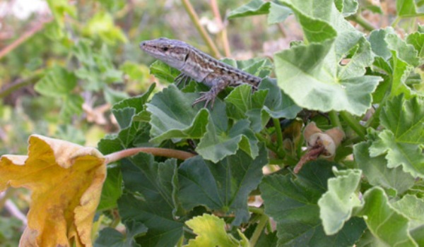 O specie de soparla evolueaza in ritm alert