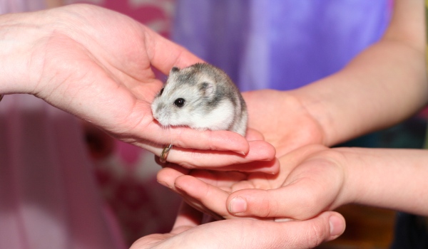 Europa fortata sa renunte la testele pe animale