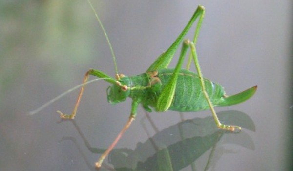 Insectele, in curand pe mesele europenilor