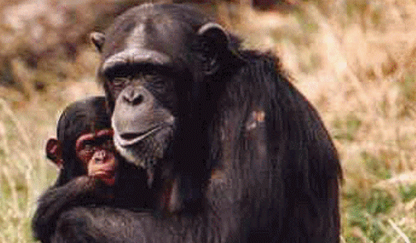 La fel ca si oamenii, cimpanzeii pot empatiza