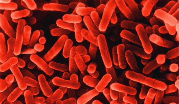 “Boala legionarului” si “febra Q” au fost analizate