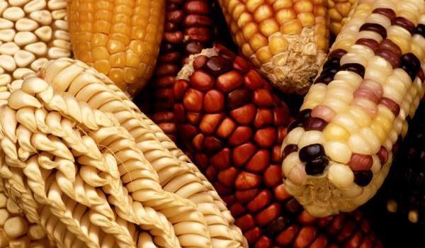 Porumbul era cultivat in Mexic inca de acum 10.000 de ani.