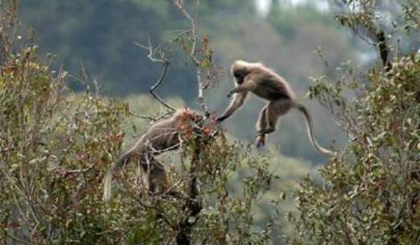 Maimutele tanzaniene, pe cale de extinctie