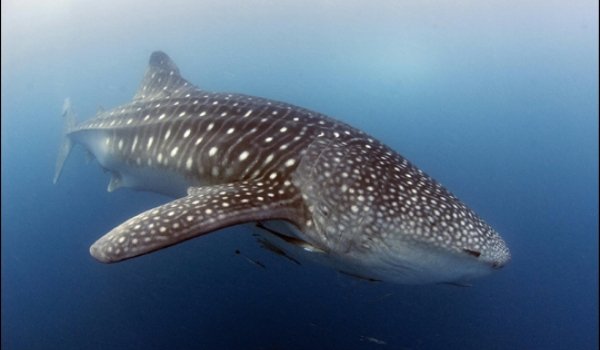 Rechinii-balena isi reduc dimensiunile