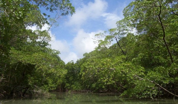 Defrisarea Amazoniei aduce noi probleme