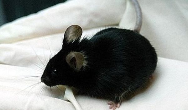 Soarecele al carui ficat nu imbatraneste niciodata