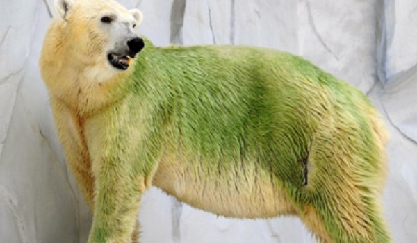 Ursii polari din Japonia au devenit verzi