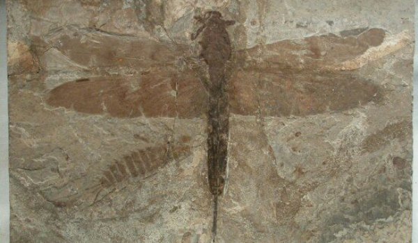 A fost descoperita cea mai veche insecta din lume