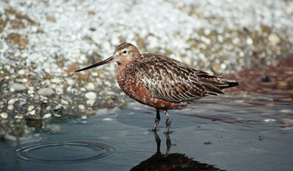 O specie de sitar a doborat recordul de zbor