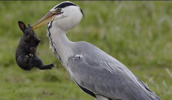 Premiera in lumea ornitologiei: starcul ucigas