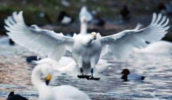 Lebedele raman in “calda” Siberie
