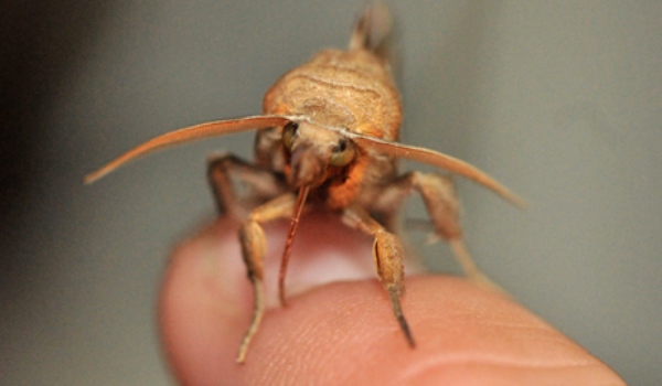 O noua specie de vampiri populeaza Siberia