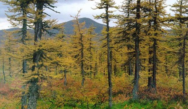 Taigaua siberiana este prea puternica pentru credinciosii de rit vechi