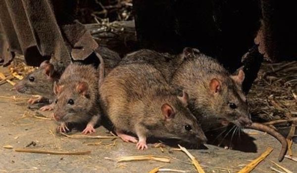 A fost descoperita ciuma secolului XXI