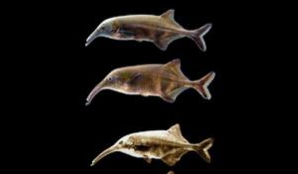 Pestii electrici se imperecheaza doar intre ei