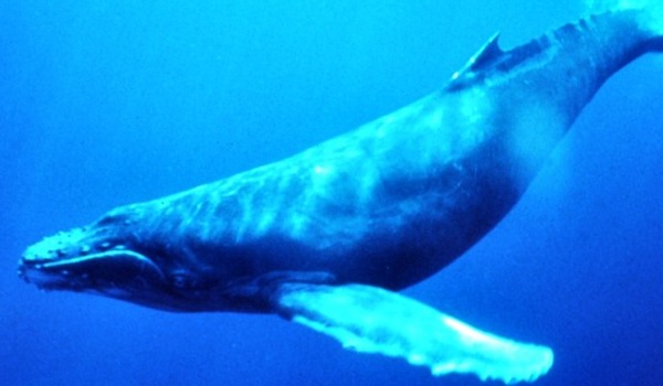 Cercetatorii descifreaza misteriosul limbaj al balenelor