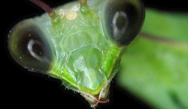 Insectele comunica prin intermediul plantelor