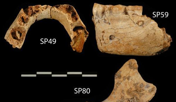 Cand a murit ultimul Neanderthalian?