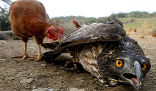 Gainile din China sunt antrenate sa invinga acvilele