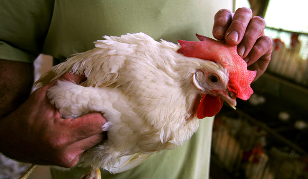 Gripa aviara loveste din nou