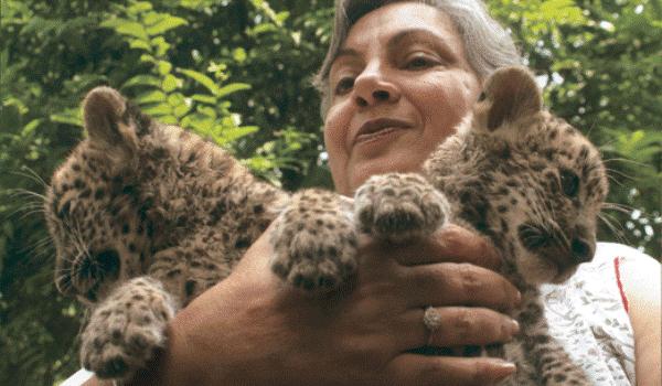 Doi pui dintr-o specie rara de leopard s-au nascut la Paris