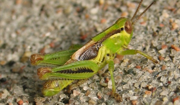 Lacusta deprimata salveaza recolta