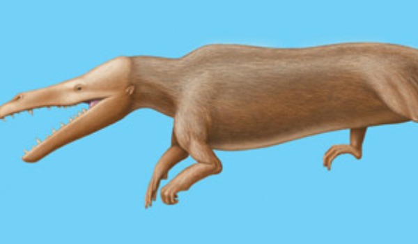 Balenele preistorice nasteau pe uscat