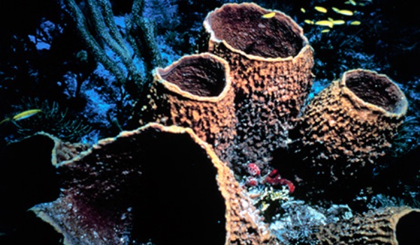 Primele animale ale lumii au fost buretii marini