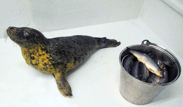 Povestea lui Heidi, foca mofturoasa