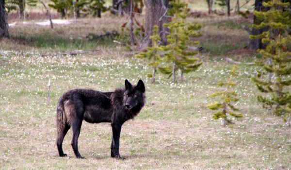 Enigma lupului negru