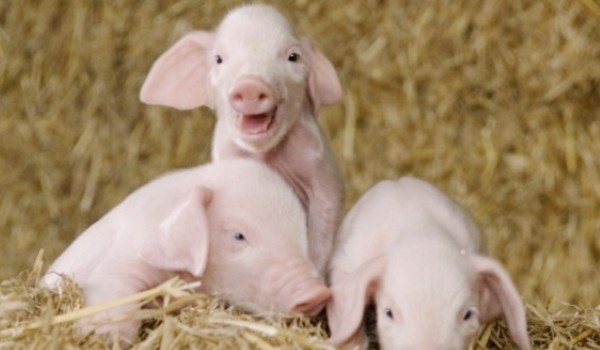 Inca zece, sa intarim gasca