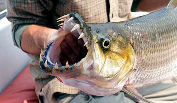 Pestii cu steroizi ingrozesc pescarii occidentali