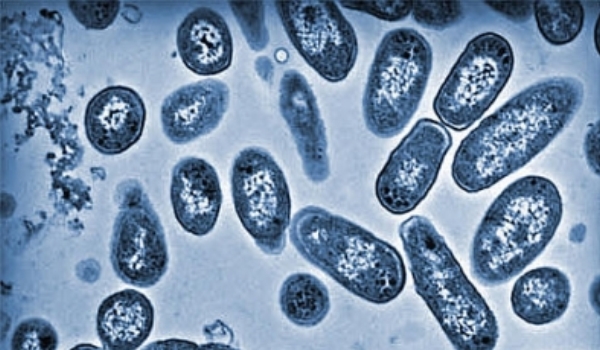 O wikipedia pentru bacterii