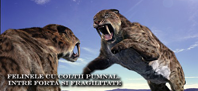 Felinele cu coltii pumnal – Intre forta si fragilitate