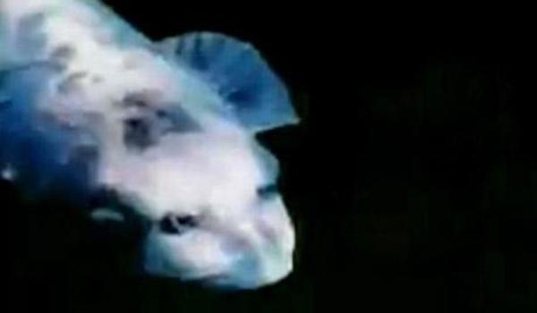 Pestele cu fata de om socheaza intreaga lume