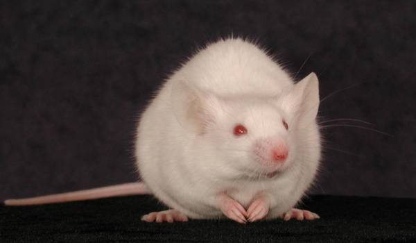 Sursa fertilitatii “infinite”