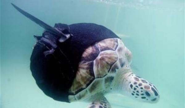 Testoasa cu o singura inotatoare primeste un costum de inot