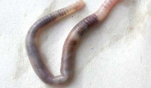 Viermii ne invata sa traim mult si sanatos