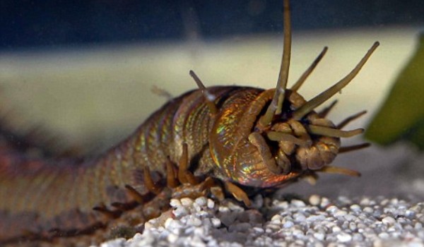 Un vierme marin urias terorizeaza acvariul din Cornwall