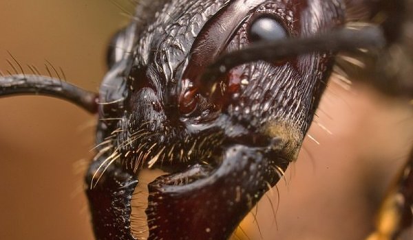 Cea mai dureroasa intepatura din lume