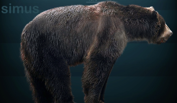 Ursii preistorici mancau orice si pe oricine