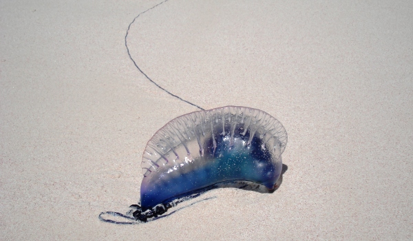 O flota de “corabii portugheze” ameninta Mediterana